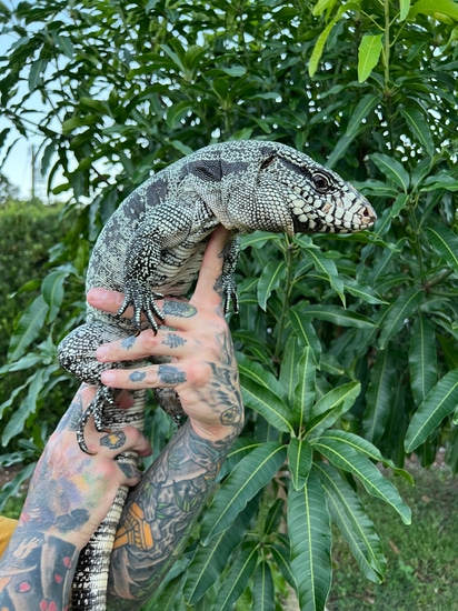 Super Blue Male - Adult - 66% Poss.Het Albino Argentine Tegus by ...