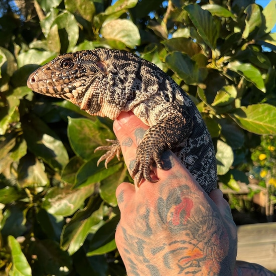Ruby Red Line - Possible Double Het Other Tegus by Tropical Reptiles & Exotics LLC.