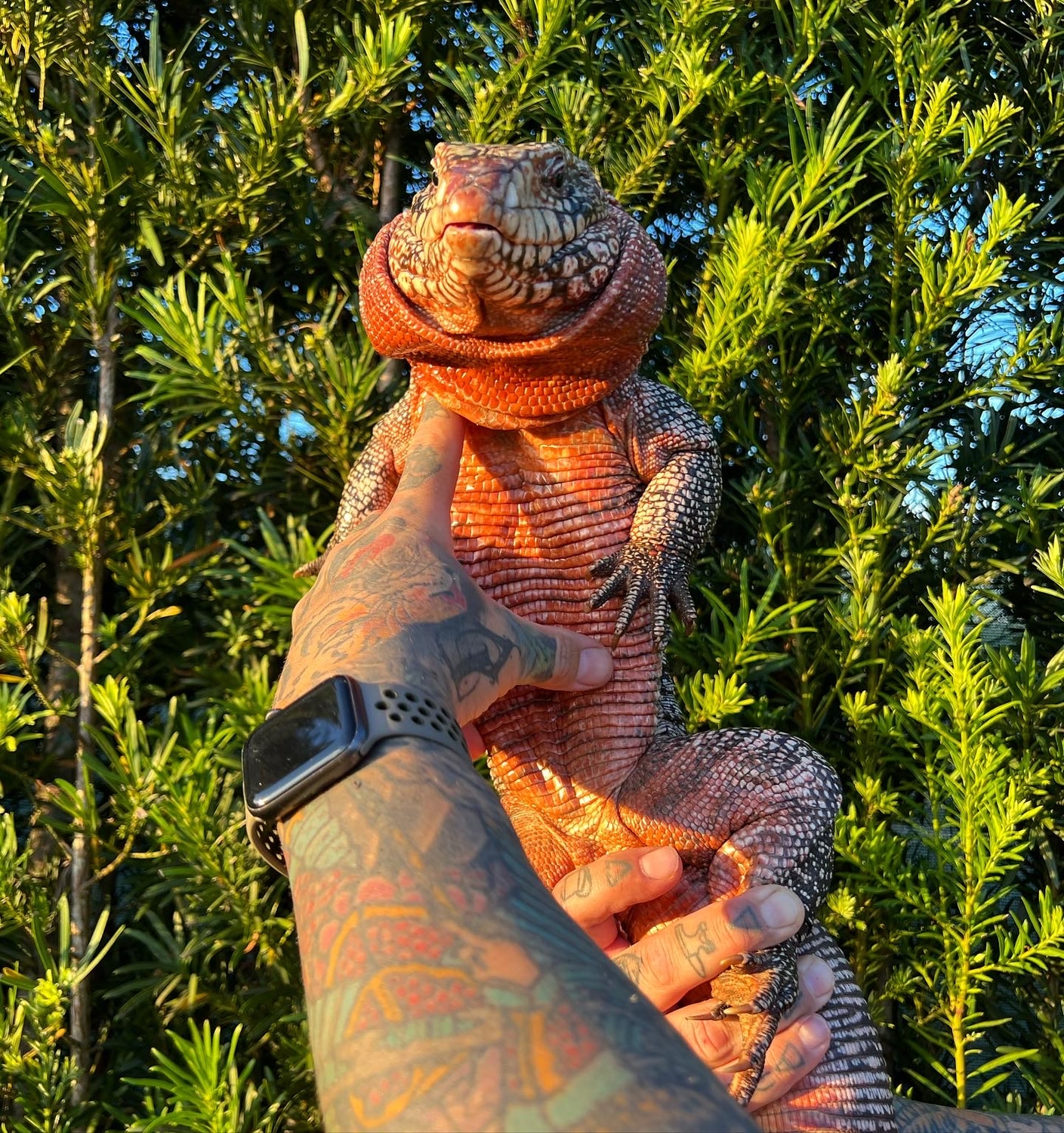 Ruby Red Line - Possible Double Het Tegu by Tropical Reptiles & Exotics LLC. - MorphMarket