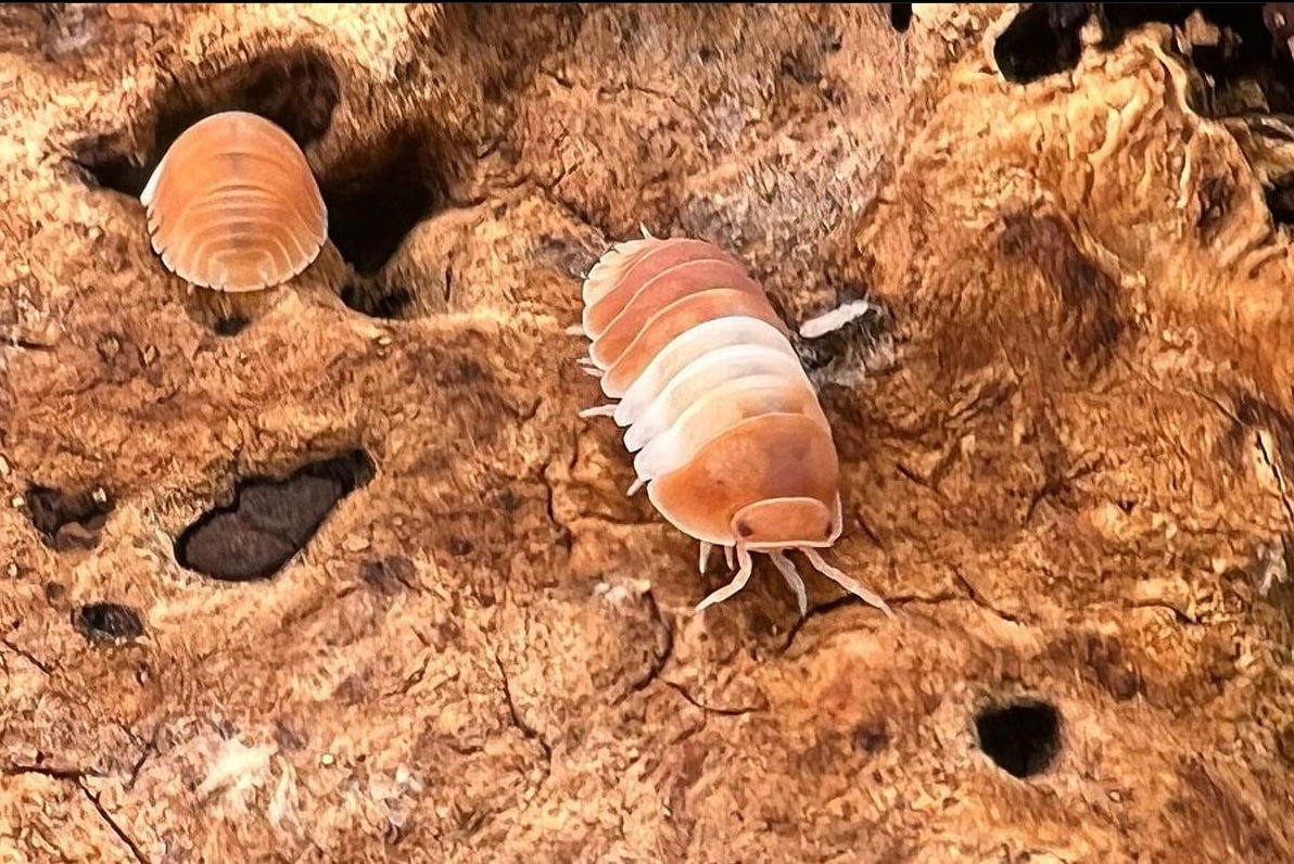 Cubaris Sp. "Red Panda" 12 CT Isopod by Tropical Reptiles & Exotics LLC ...