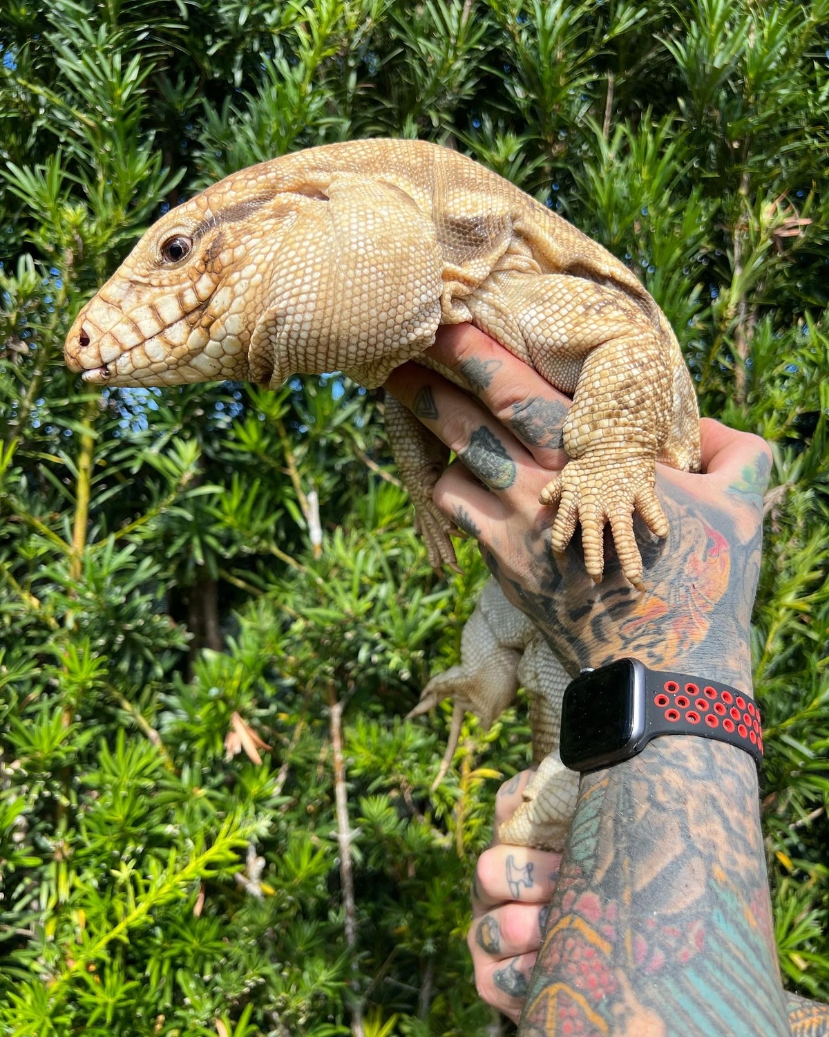 Pure Red Anery Tegu by Tropical Reptiles & Exotics LLC. - MorphMarket