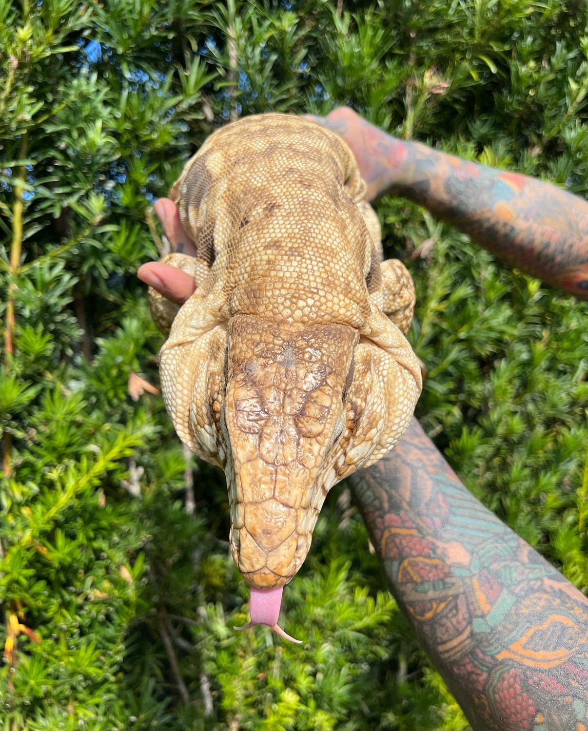 Pure Red Anery Tegu by Tropical Reptiles & Exotics LLC. - MorphMarket