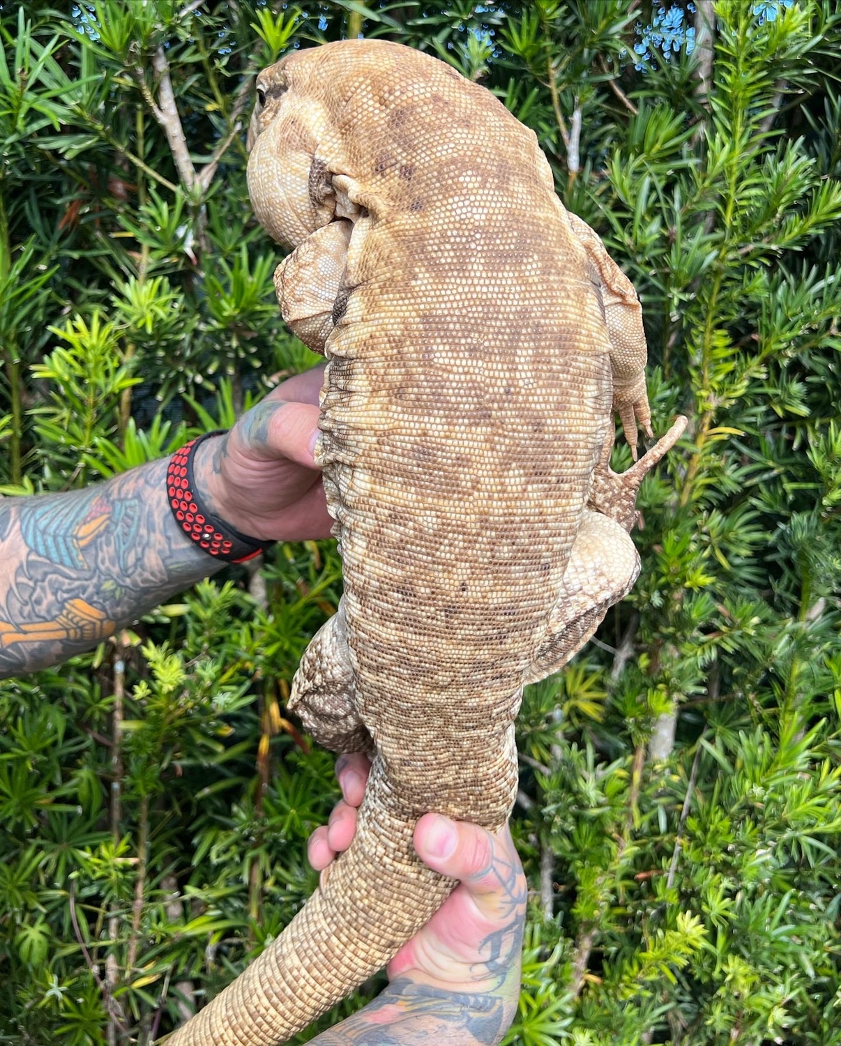 Pure Red Anery Tegu by Tropical Reptiles & Exotics LLC. - MorphMarket