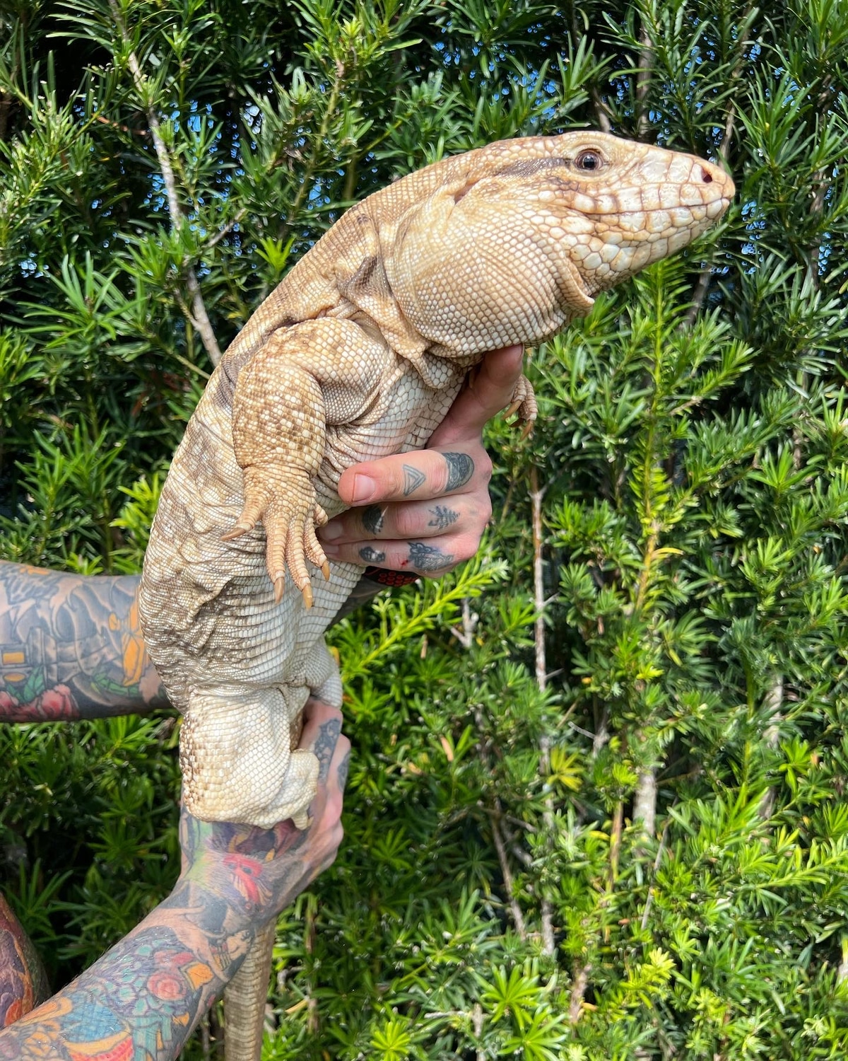 Pure Red Anery Tegu by Tropical Reptiles & Exotics LLC. - MorphMarket