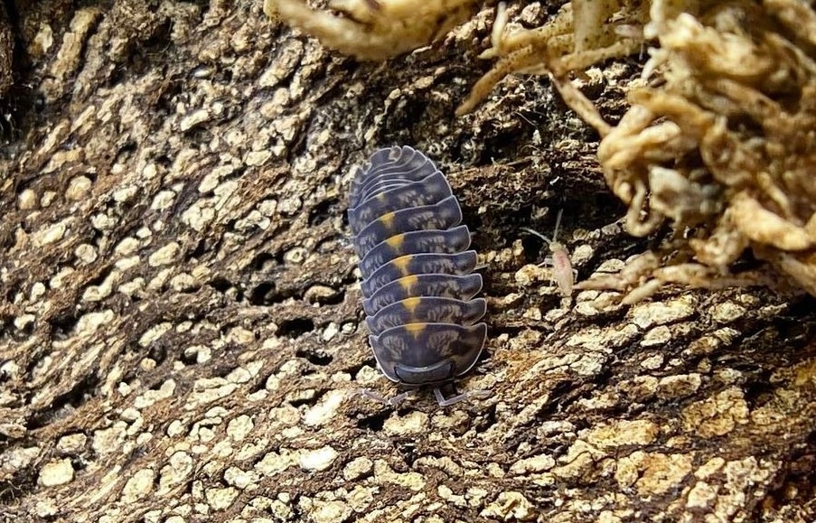 Cubaris SP "Platin Tung Sung" 25ct Isopod by Tropical Reptiles ...