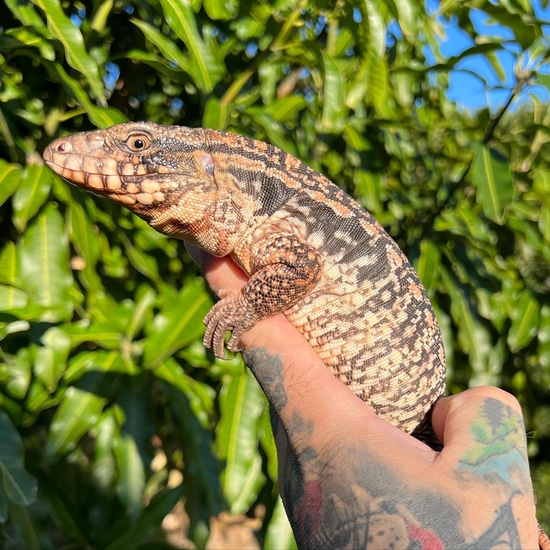 Red Panther Female - 50% Poss. Double Het Other Tegus by Tropical ...