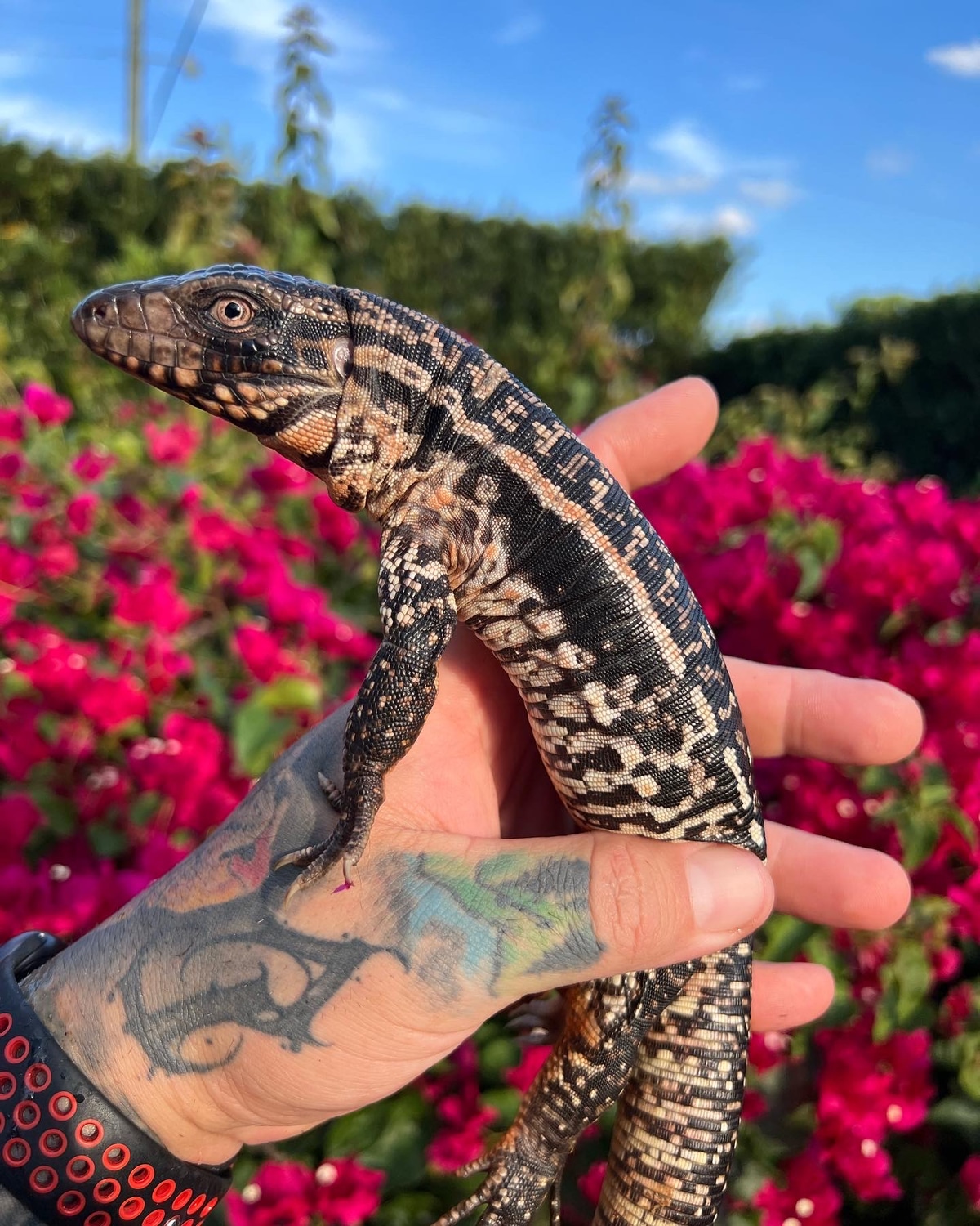 Dark Phase Red Panther Female - 50% Poss. Double Het Tupinambis Tegu by ...