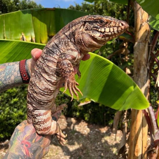 Miami Heat Pure Red - 50% Poss Het Albino Columbian Tegus by Tropical ...