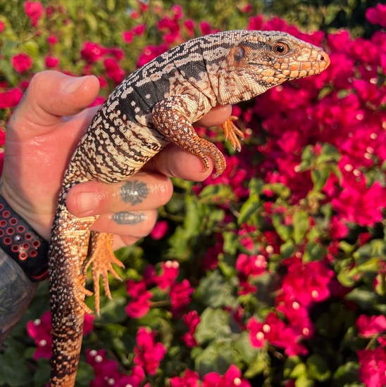 Ruby Red Line - Possible Double Het Columbian Tegus by Tropical ...