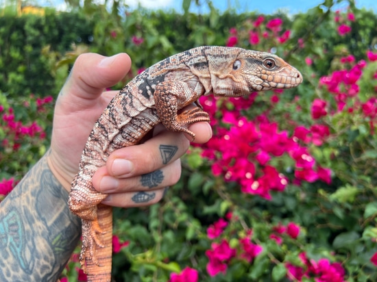Ruby Red Line - Possible Double Het Columbian Tegus by Tropical Reptiles & Exotics LLC.