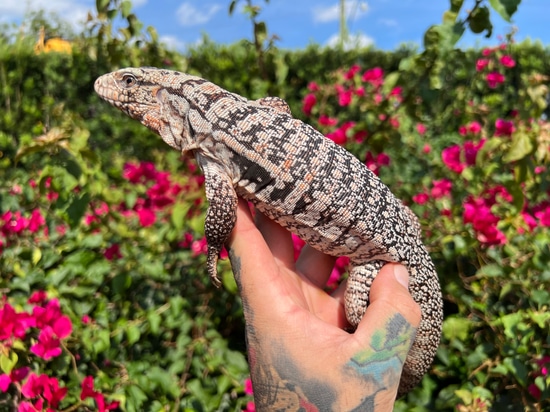 Ruby Red Line - Possible Double Het Columbian Tegus by Tropical Reptiles & Exotics LLC.
