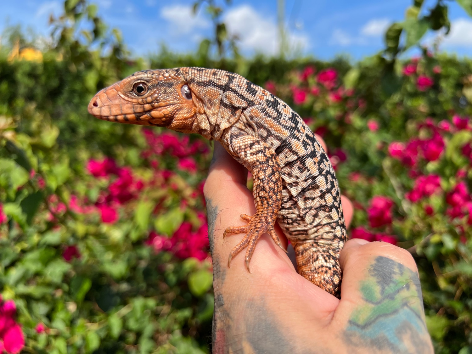 Ruby Red Line - Possible Double Het Tupinambis Tegu by Tropical Reptiles & Exotics LLC ...
