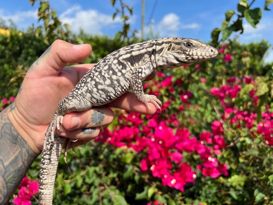 Super Blue X Red Anery - 66% Possible Het Albino Columbian Tegus by ...