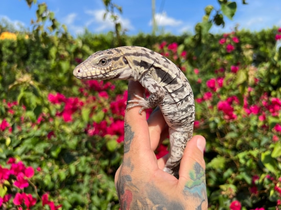 Super Blue X Red Anery - 66% Possible Het Albino Columbian Tegus by ...