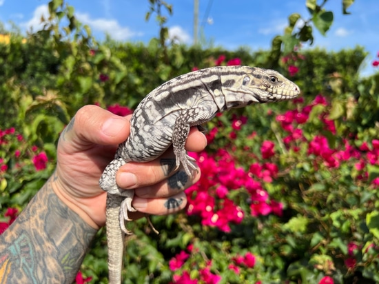 Super Blue X Red Anery - 66% Possible Het Albino Columbian Tegus by ...