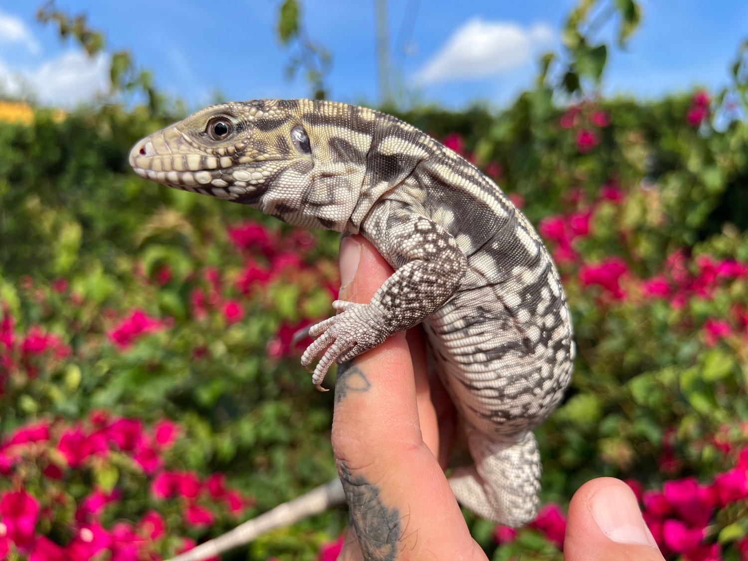 Super Blue X Red Anery - 66% Possible Het Albino Columbian Tegus by ...