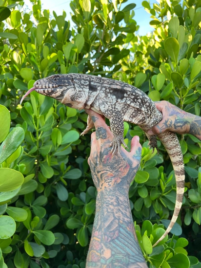 Ruby Red Line - Possible Double Het Columbian Tegus by Tropical Reptiles & Exotics LLC.