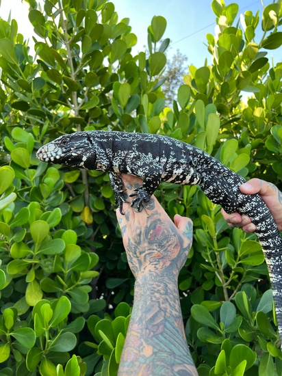 2019 Super Blue X Pink Panther Argentine Tegus by Tropical Reptiles ...