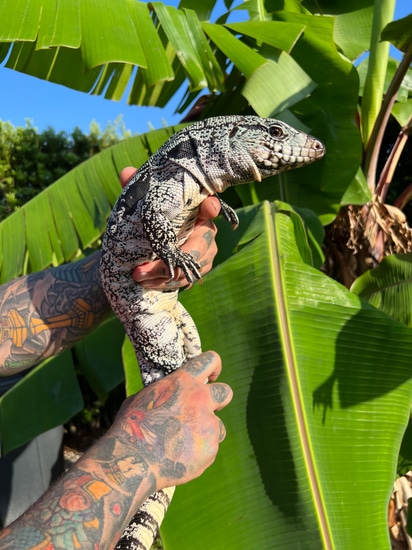 2019 Super Blue Argentine Tegus by Tropical Reptiles & Exotics LLC.