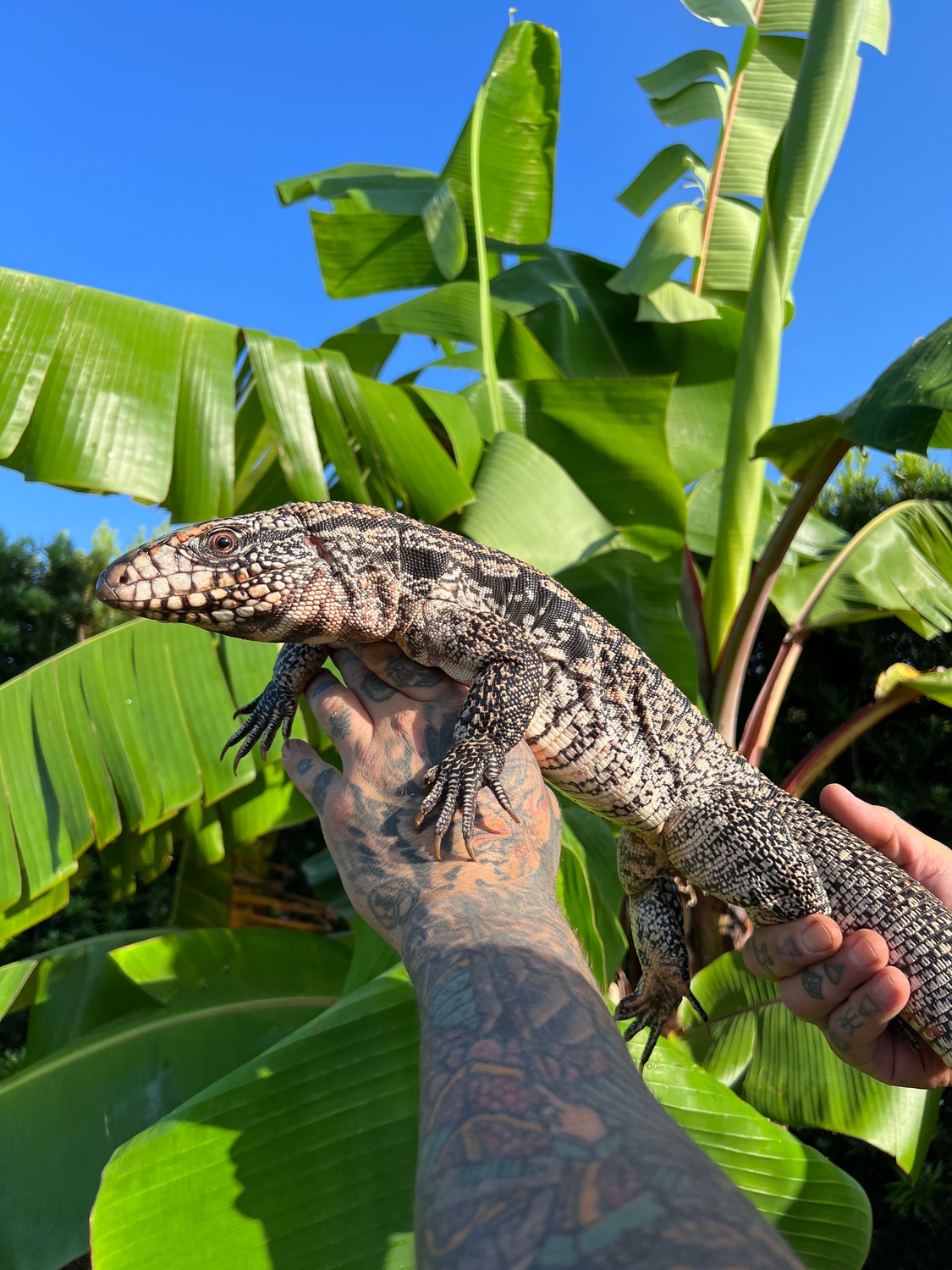 Ruby Red Line - Possible Double Het Tupinambis Tegu by Tropical Reptiles & Exotics LLC ...