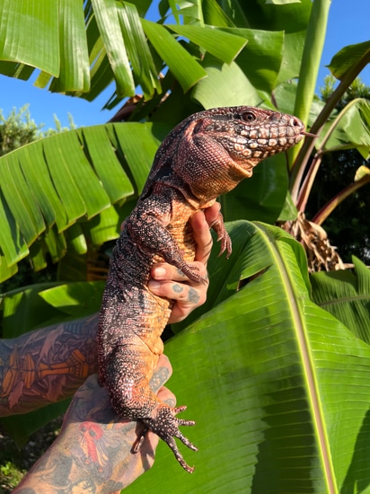 Ruby Red Line - Possible Double Het Columbian Tegus by Tropical ...