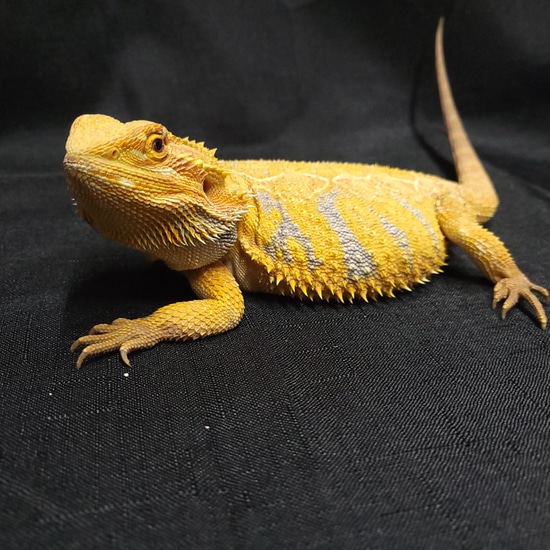 Blue Bar Dunner Bearded Dragon Central Bearded Dragon by Tropics ...