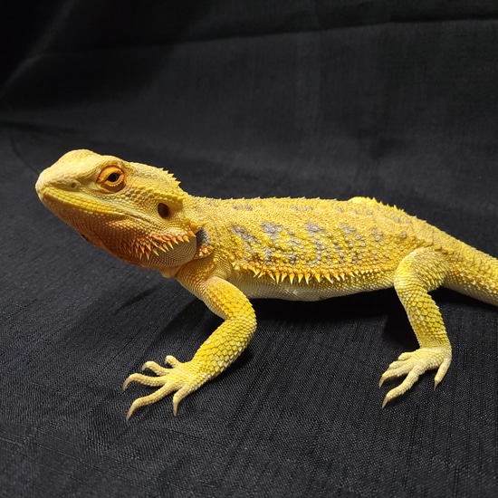 Blue Bar Bearded Dragon Central Bearded Dragon by Tropics Aquarium and ...