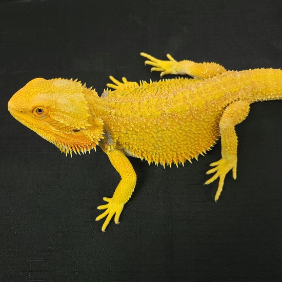 Red Fancy Bearded Dragon Central Bearded Dragon by Tropics Aquarium and ...