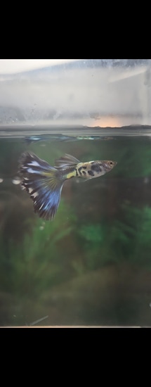 Snake Skin Galaxy Big Blue Tail Trio Guppy by TropiOasis LLC