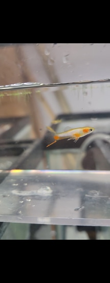 Blond French Blue Star Trio Endler by TropiOasis LLC