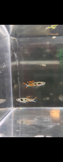 Staeck Trio Endler by TropiOasis LLC