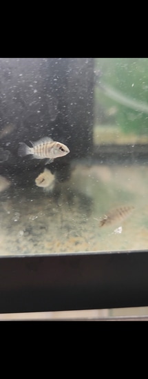 Convict Trio New World by TropiOasis LLC