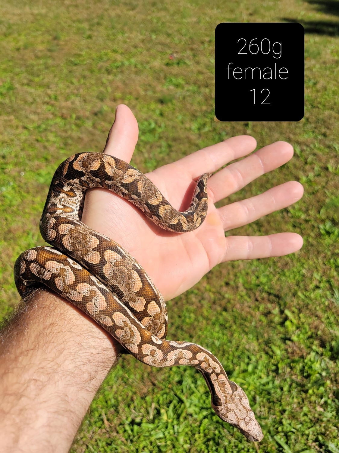 Dumeril's Boa Ground Boa by Troy Elliott Reptiles - MorphMarket