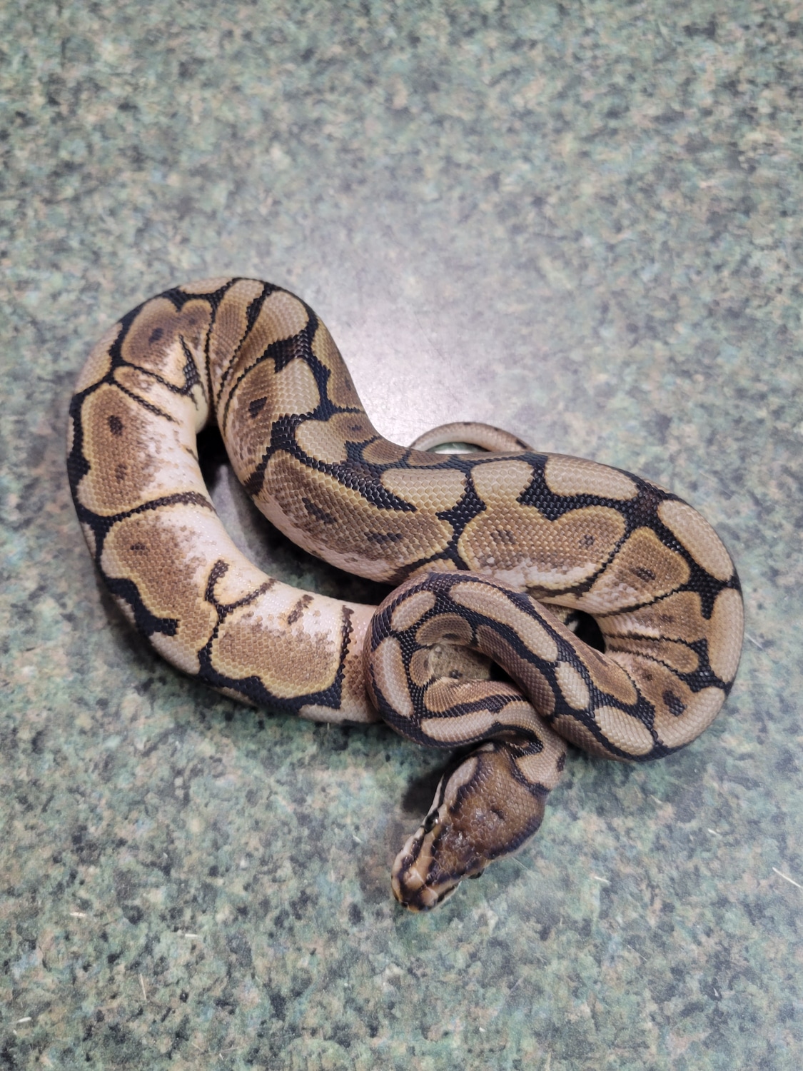 Spider Ball Python by Troy Elliott Reptiles - MorphMarket