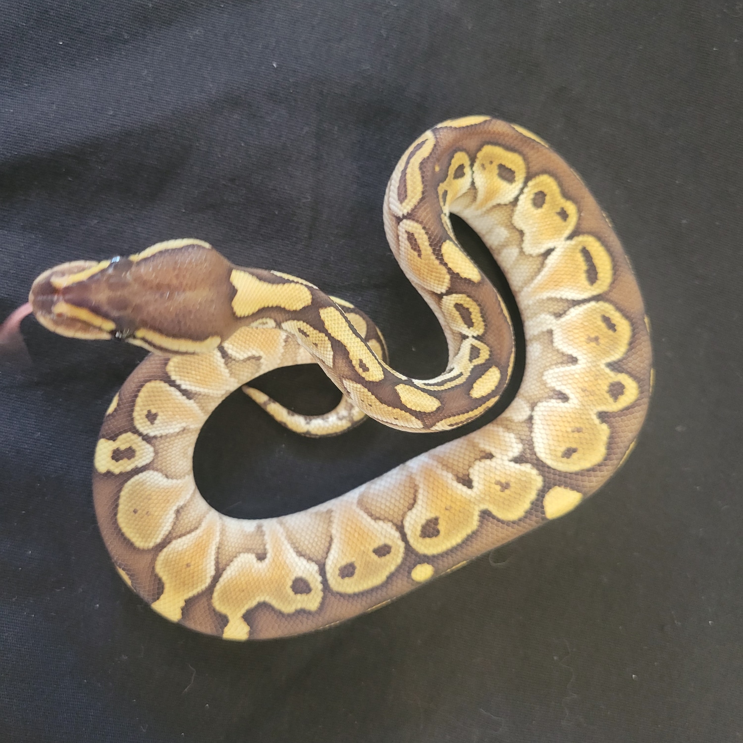 Lesser Ball Python by Troy Elliott Reptiles - MorphMarket