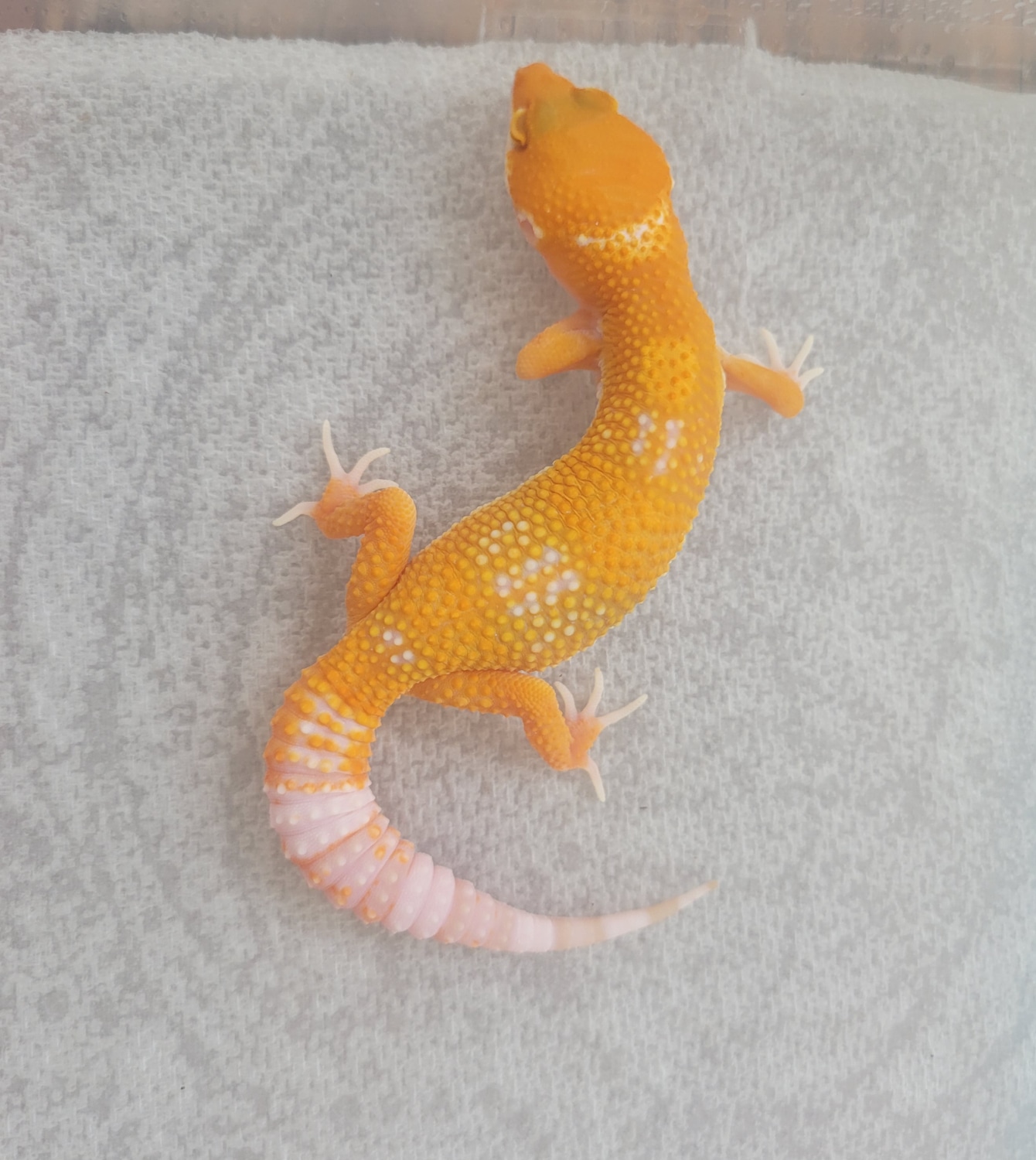 Sunglow Het Eclipse Leopard Gecko by Troy Elliott Reptiles - MorphMarket