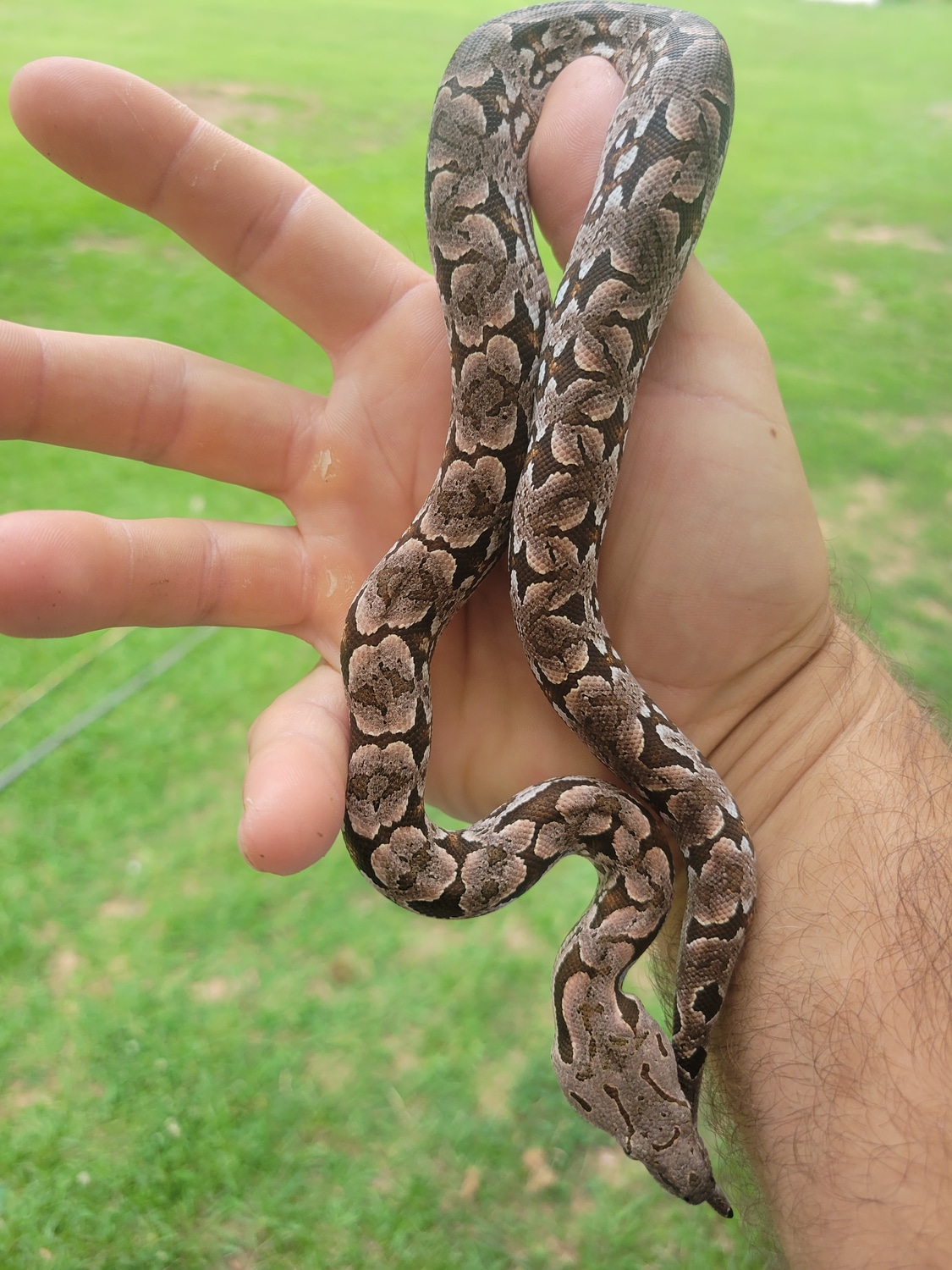 Dumeril's Boa Ground Boa by Troy Elliott Reptiles - MorphMarket