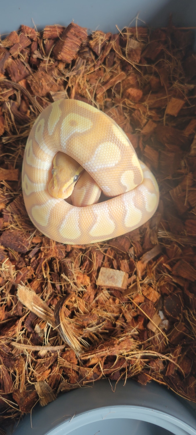 Banana Enchi Mojave Het Pied 22C205 Ball Python by Troy Elliott ...