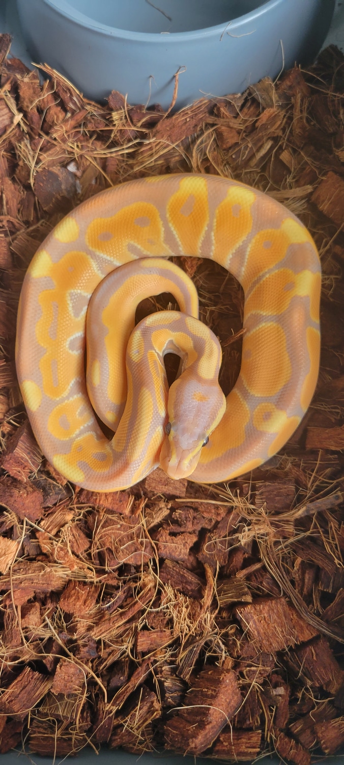 Banana Enchi Black Pastel Het Pied Ball Python by Troy Elliott Reptiles ...