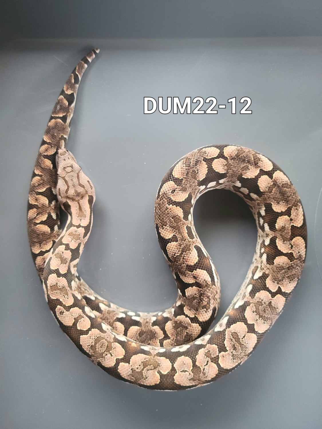 Dumeril's Boa Ground Boa by Troy Elliott Reptiles - MorphMarket