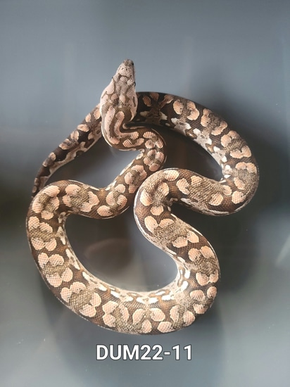 Dumeril's Boa by Troy Elliott Reptiles
