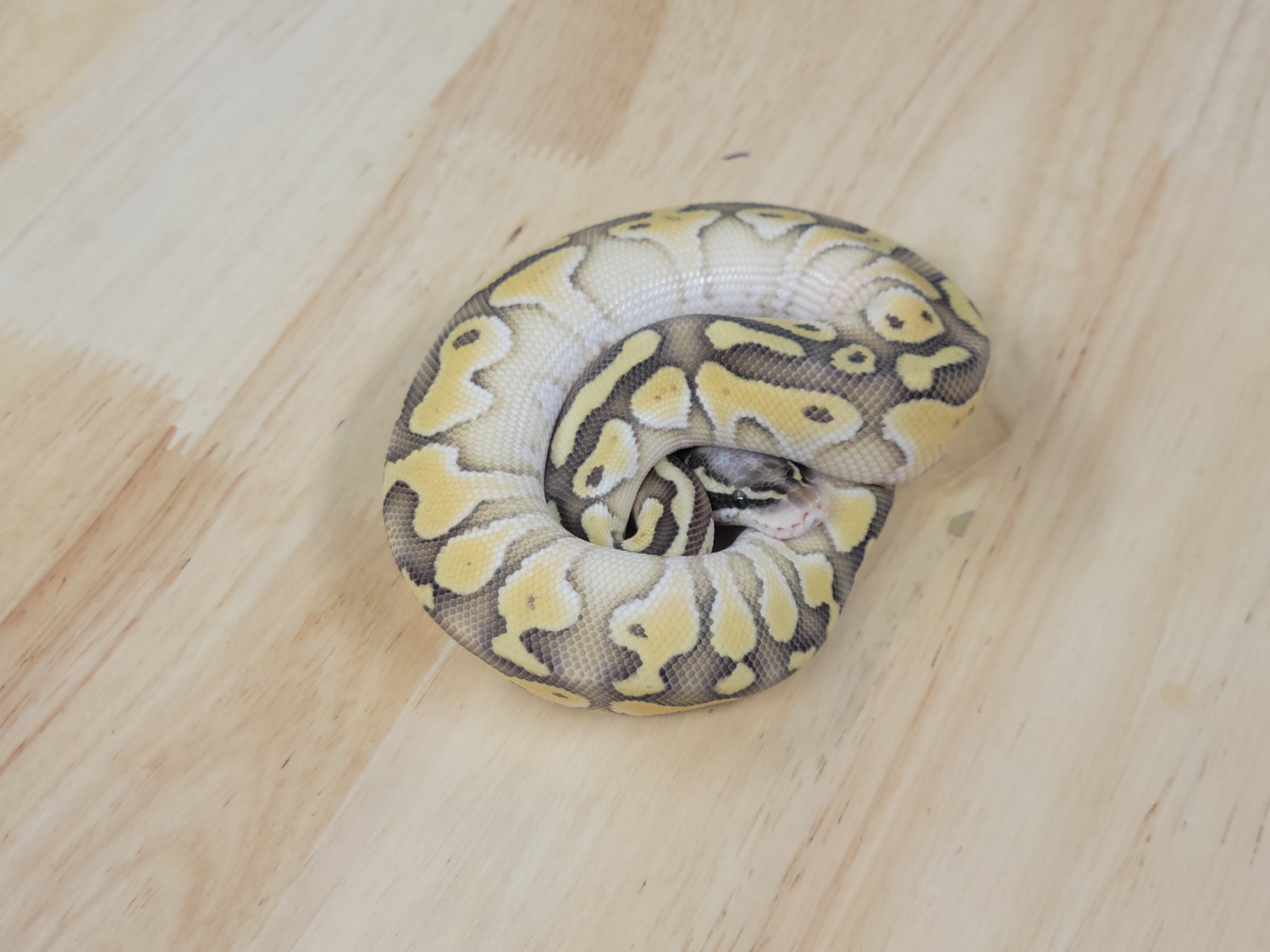Super Pastel Lesser 100% Het DG 66% Het Pied Ball Python by Troy ...
