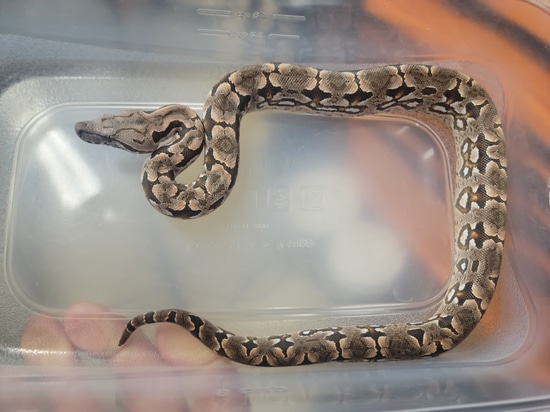 Dumeril's Boa by Troy Elliott Reptiles