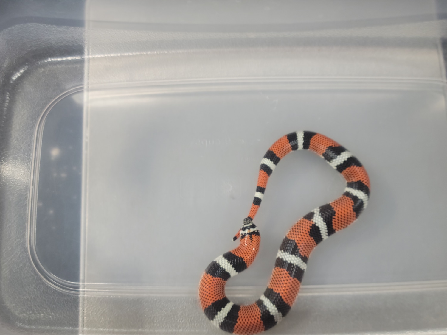 Tricolor Hognose Tri-Color Hognose by Troy Elliott Reptiles - MorphMarket