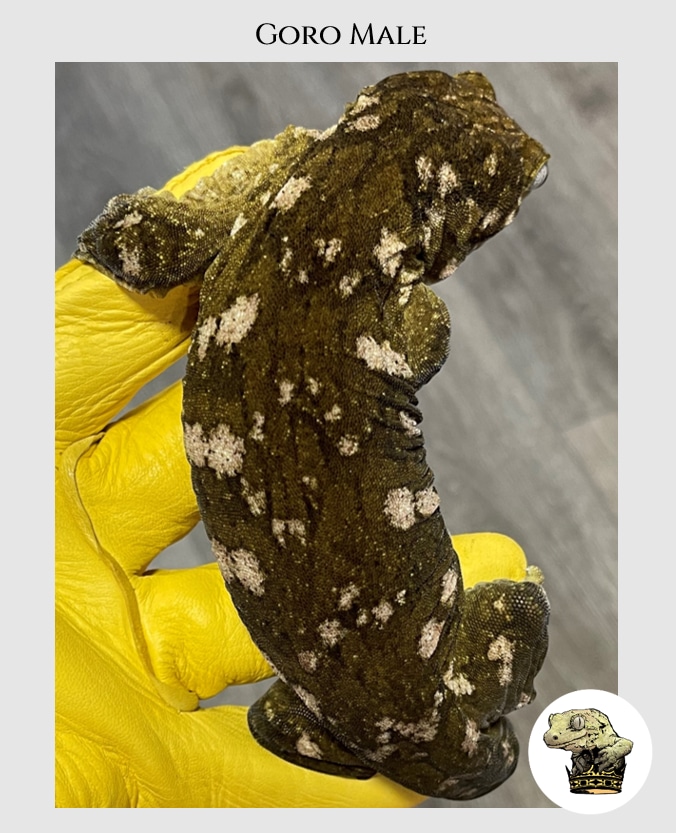 Goro Locale Adult Leachianus Gecko by Troy's Geckos, Inc. - MorphMarket