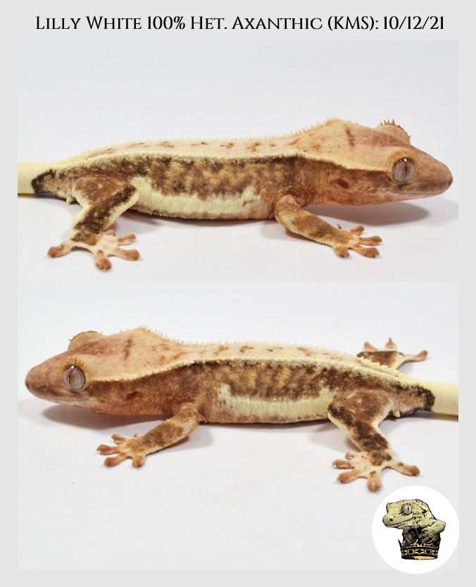 Lilly White 100% Het. Axanthic Crested Gecko by Troy's Geckos, Inc ...