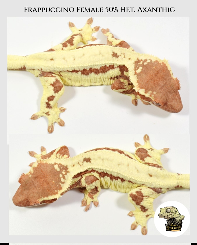 INCREDIBLE Frappuccino 50% Het Ax - Orange, Clean, High White Crested ...