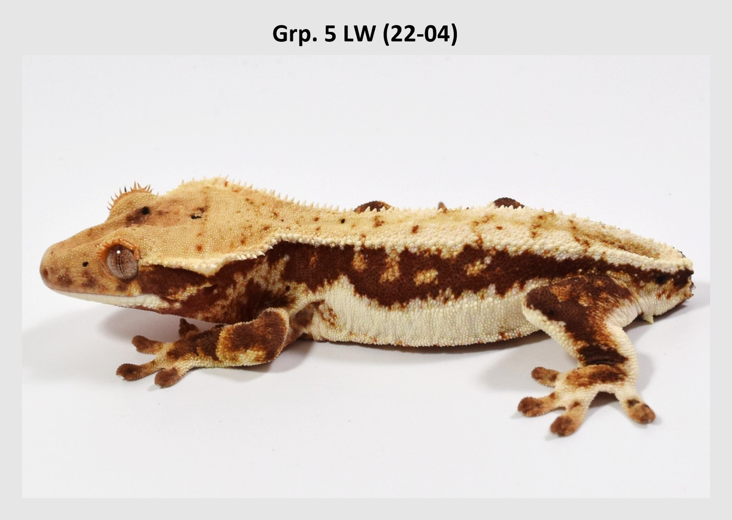 Male Lilly White With White Walls Crested Gecko by Troy's Geckos, Inc ...