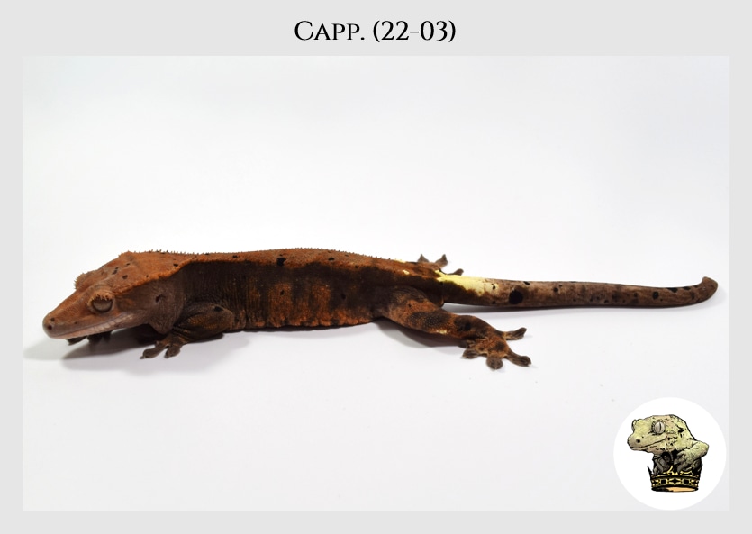 Cappuccino Dalmation Female Crested Gecko by Troy's Geckos, Inc ...