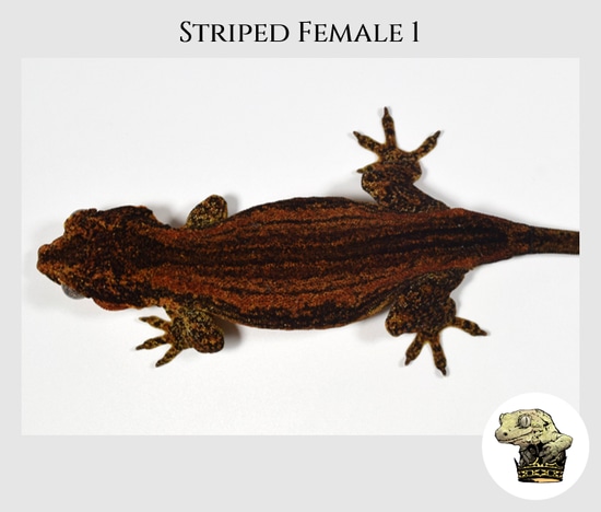 Orange And Red Striped Female Gargoyle Gecko by Troy's Geckos, Inc.